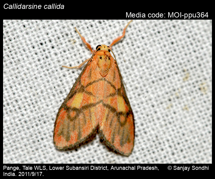 Callidarsine callida (Fang, 1991) - | Moths